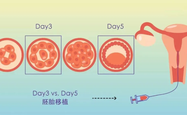3BB和4BB囊胚移植成功率图来了，对比看看就知哪个好了 - 相因宝贝